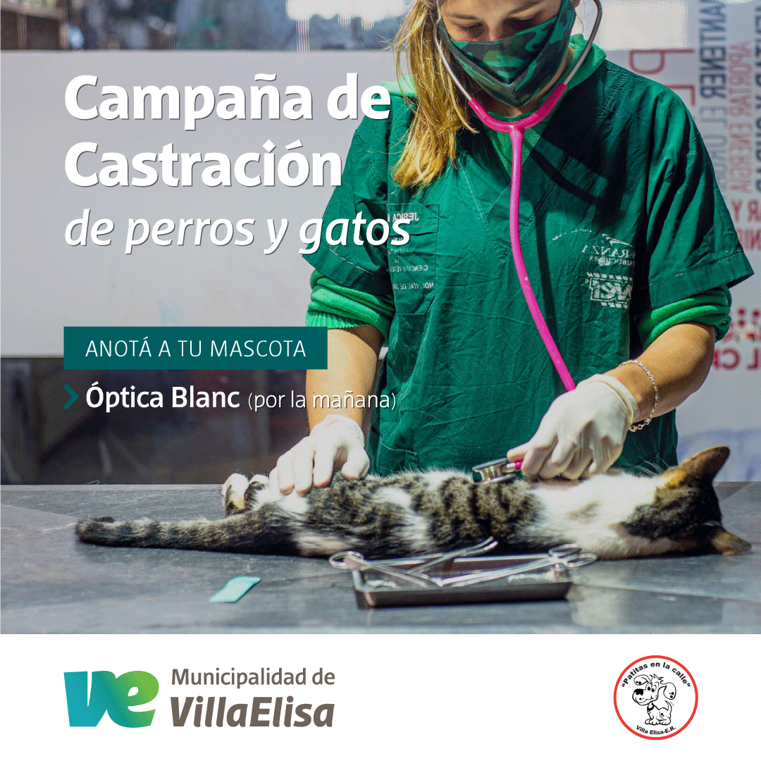 Calendario De Castraciones E Identificación Para Perros Y Gatos – IAHPB